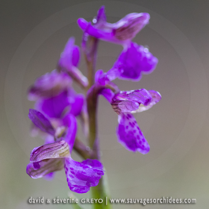 Orchis mâle vs Orchis bouffon - Sauvages orchidées