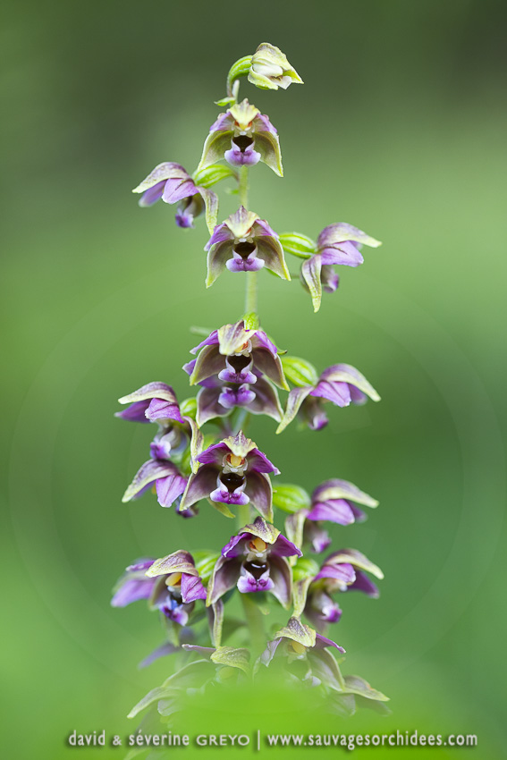Archives des Epipactis helleborine - Sauvages orchidées