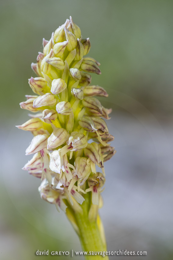 Orchidées de Madère - Sauvages orchidées