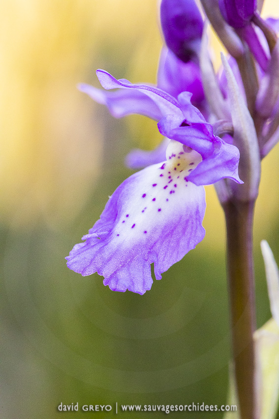 Archives des Madère - Sauvages orchidées