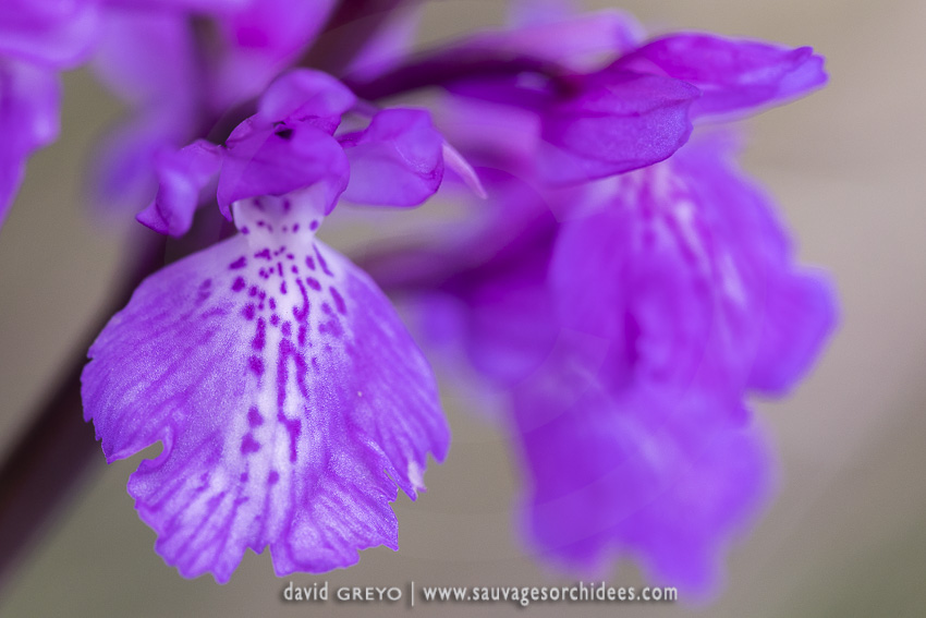 Orchidées de Madère - Sauvages orchidées