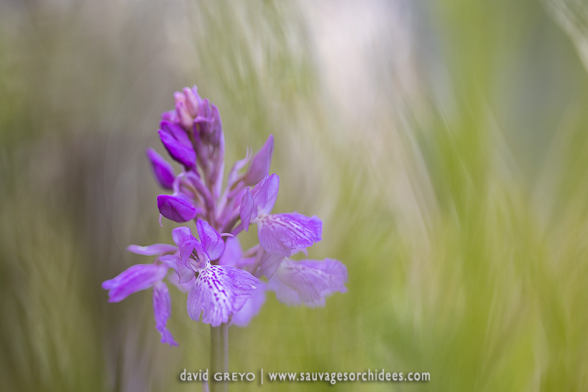 Orchidées de Madère - Sauvages orchidées