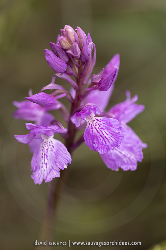 Orchidées de Madère - Sauvages orchidées